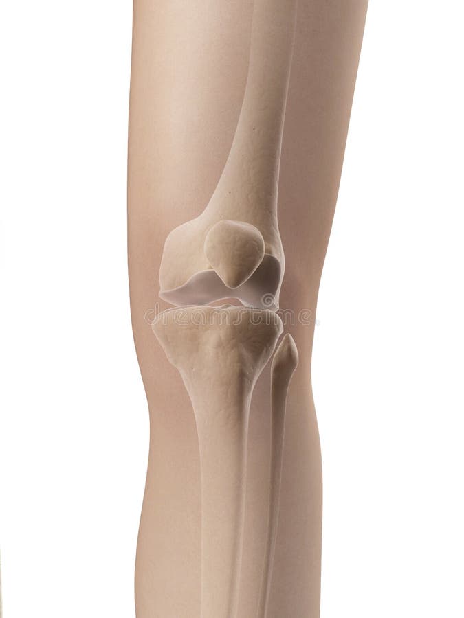 3+ Knee joint anatomy Free Stock Photos - StockFreeImages 3+ Knee joint anatomy Free Stock Photos - StockFreeImages