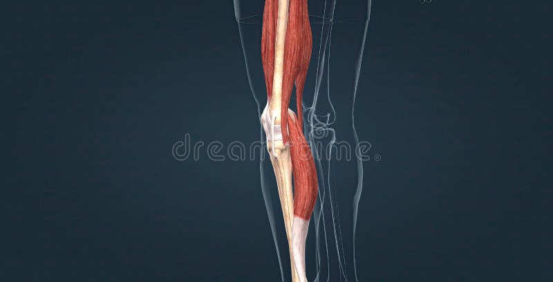 Knee Joint Anatomy, Different Structures in and Around the Knee Stock ...
