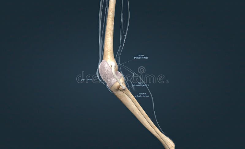 Knee Joint Anatomy, Different Structures in and Around the Knee Stock ...