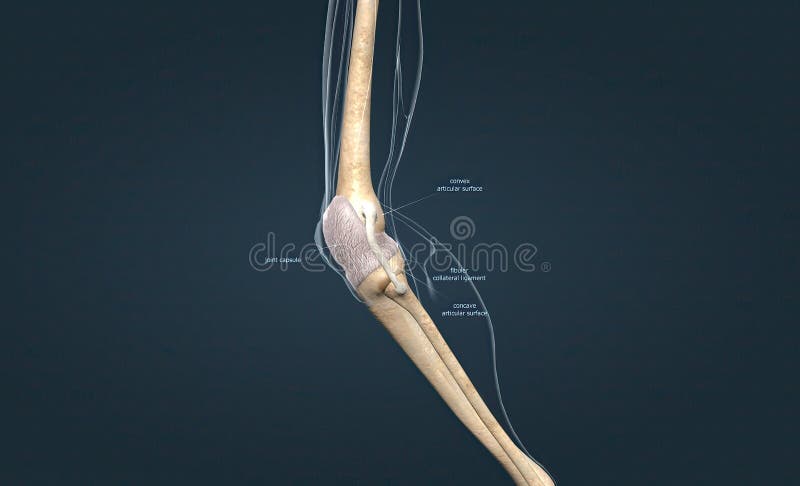 Knee Joint Anatomy, Different Structures in and Around the Knee Stock ...