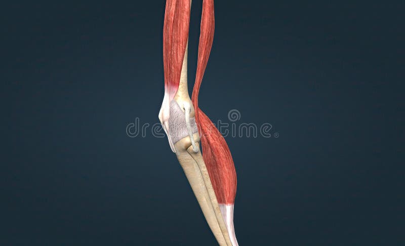 Knee Joint Anatomy, Different Structures in and Around the Knee Stock ...