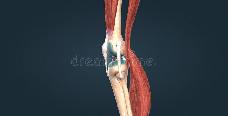 Knee Joint Anatomy, Different Structures in and Around the Knee Stock ...