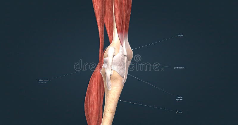 Knee Joint Anatomy, Different Structures in and Around the Knee Stock ...