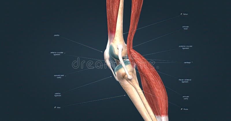 Knee Joint Anatomy, Different Structures in and Around the Knee Stock ...