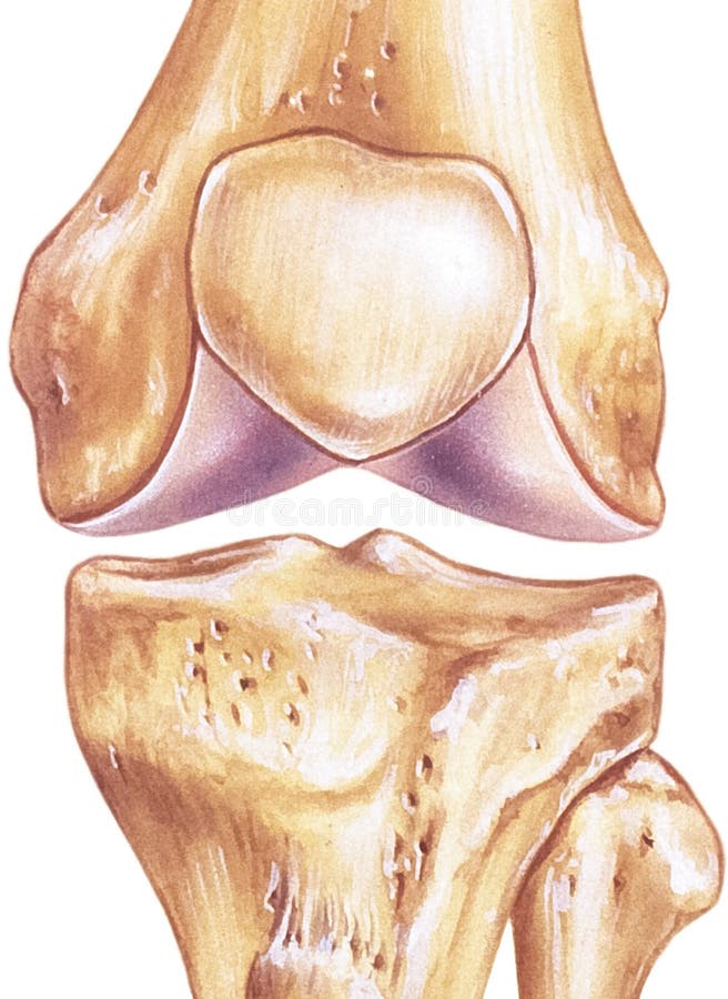Knee Bones stock illustration. Illustration of femur, right - 3027239