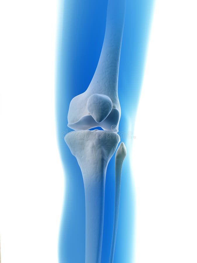 The knee joint stock illustration. Illustration of bone - 34776801