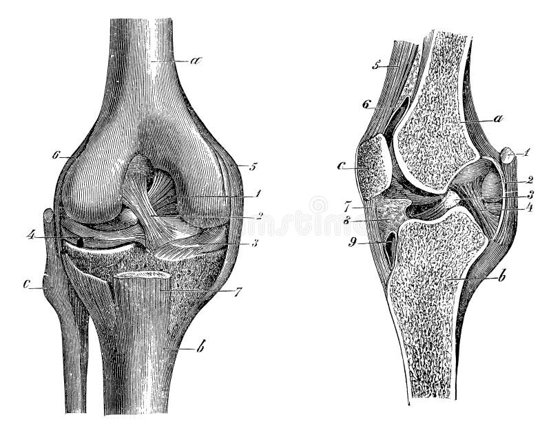 Knee Joint Front View (left) and Sectional View (right). Stock ...