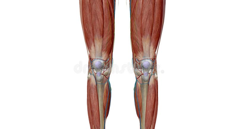The Knee is the Largest and Most Complex Joint in the Body, Holding ...