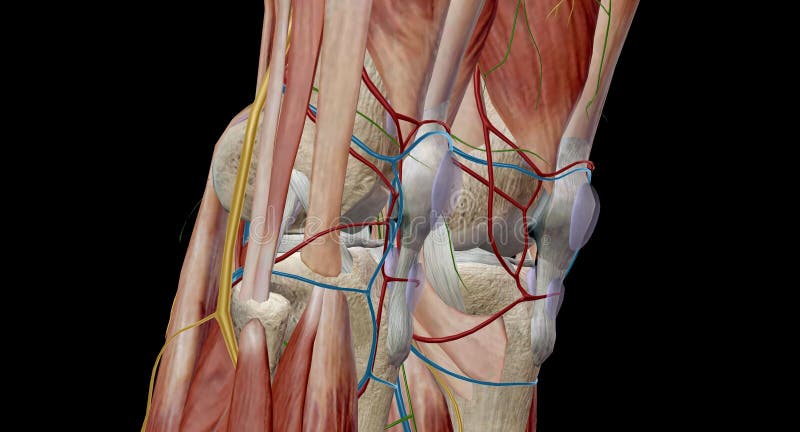 The Knee is the Largest and Most Complex Joint in the Body, Holding ...