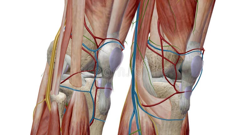 The Knee is the Largest and Most Complex Joint in the Body, Holding ...