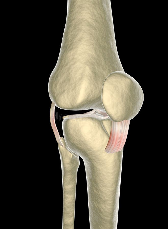 Knee Ligaments, Tendons, X-ray Stock Illustration - Illustration of ...