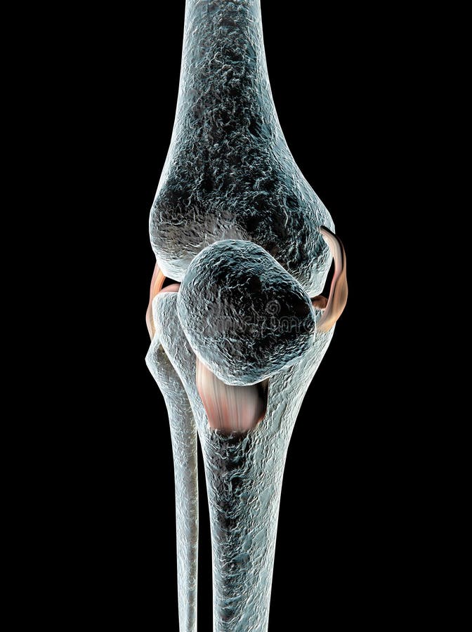 Knee Ligaments, Tendons, X-ray Stock Illustration - Illustration of ...