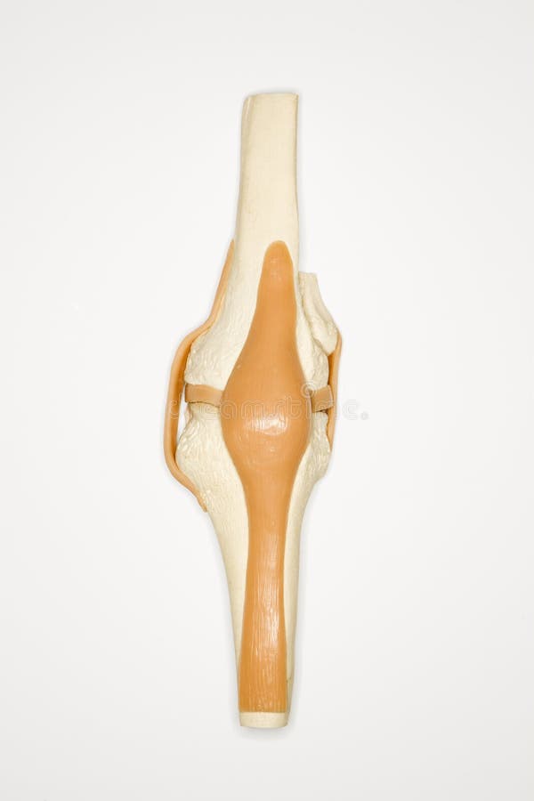 Model knee stock photo. Image of bone, model, display - 7265434