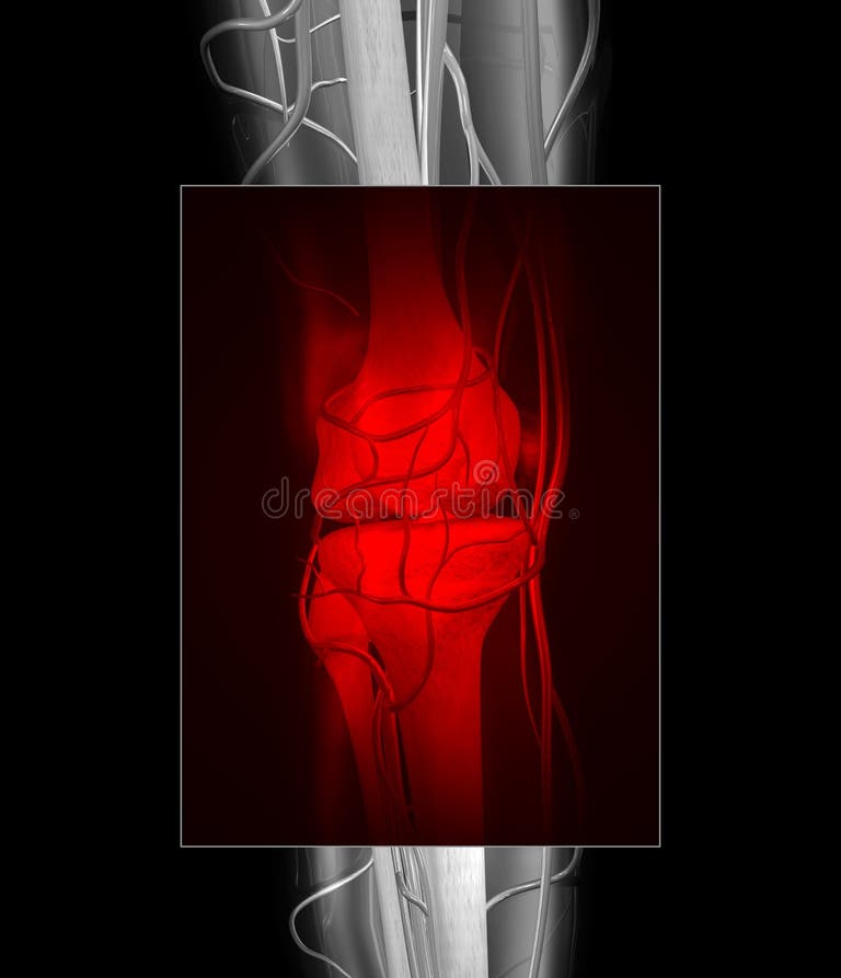 Anatomy Right Knee Stock Illustrations – 83 Anatomy Right Knee Stock ...