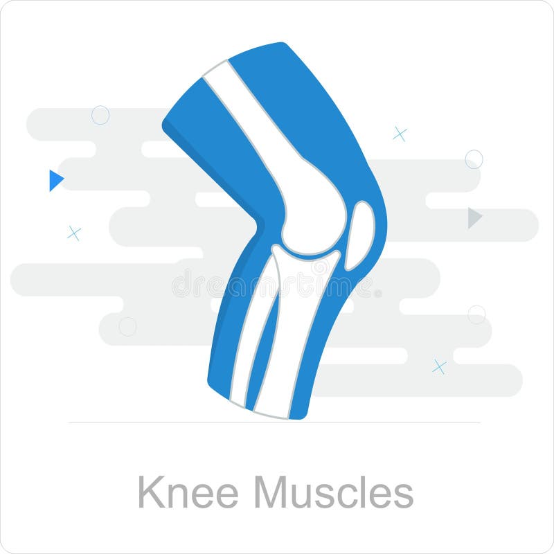 Knee Muscles stock vector. Illustration of flexion, fitness - 340613027