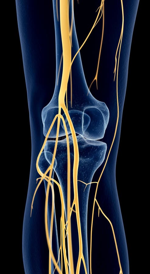 The knee nerves stock illustration. Illustration of femur - 57002226