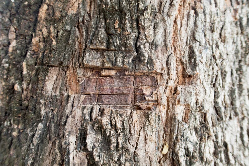 Knife marks on the bark stock photo. Image of background - 70065222