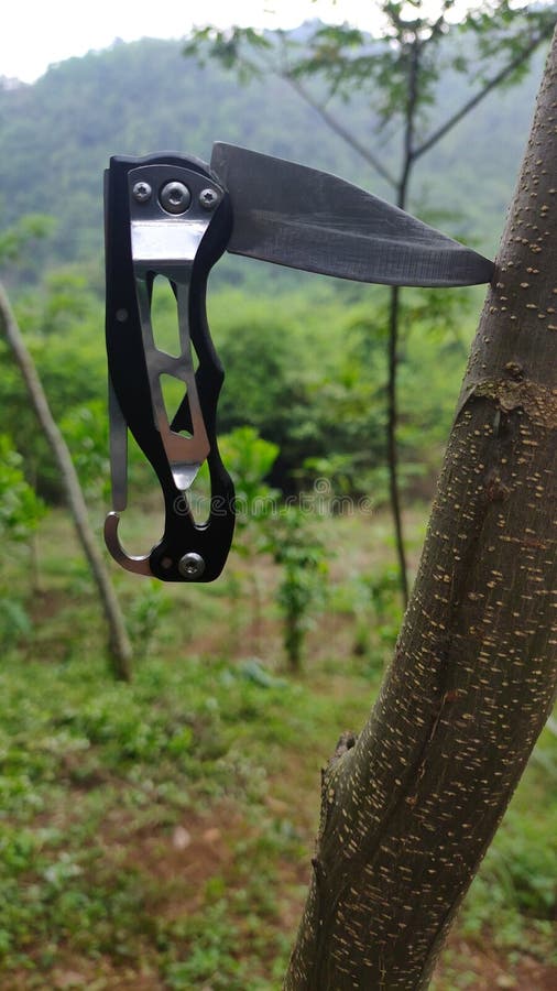 Knife Stuck in a Tree in the Middle of the Forest Stock Photo - Image ...