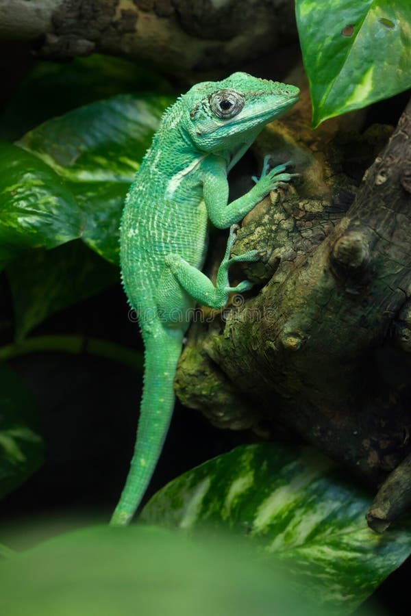 Knight anole stock image. Image of yellow, pets, territorial - 19480433