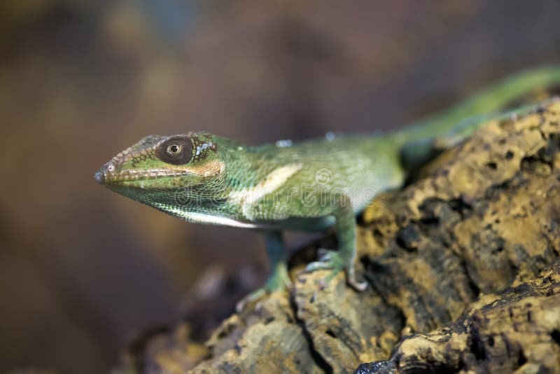 Knight anole Green lizard stock photo. Image of wild - 139896328