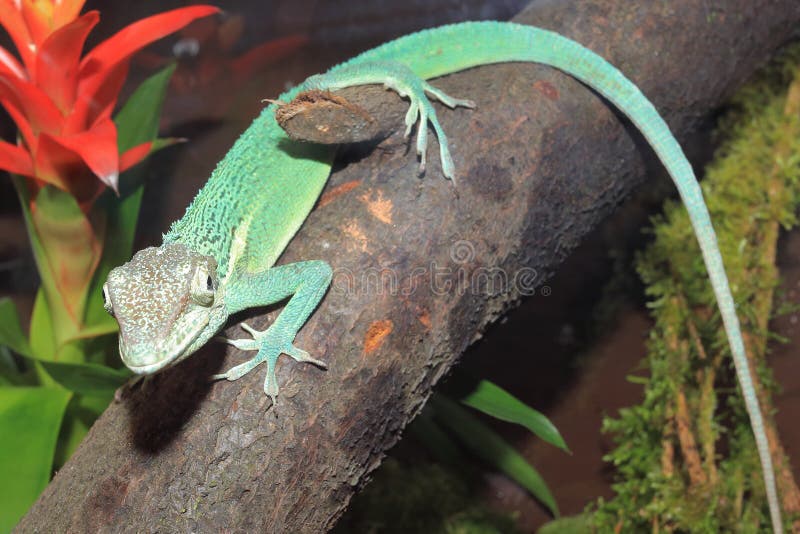 The Knight Anole Anolis Equestris is the Largest Species of Anole Also ...