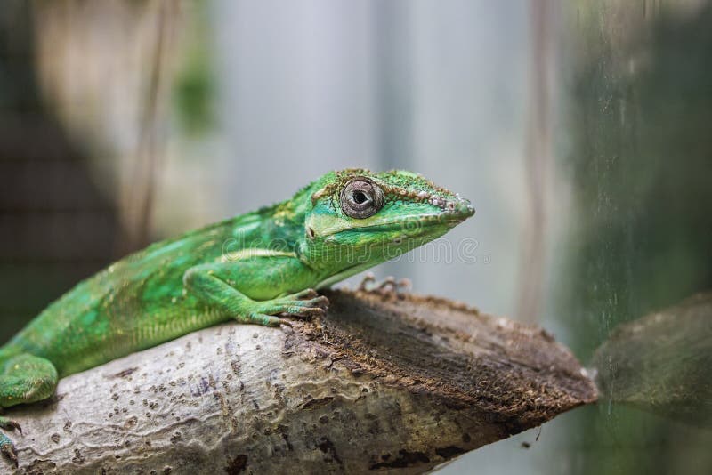 Knight anole stock photo. Image of phase, exotic, knight - 41876084