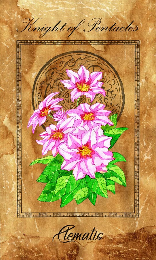Knight of Pentacles. Minor Arcana Tarot Card with Clematis and Magic ...