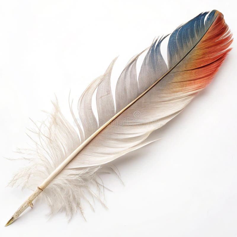 KnightFeather Isolated on White Stock Illustration - Illustration of ...