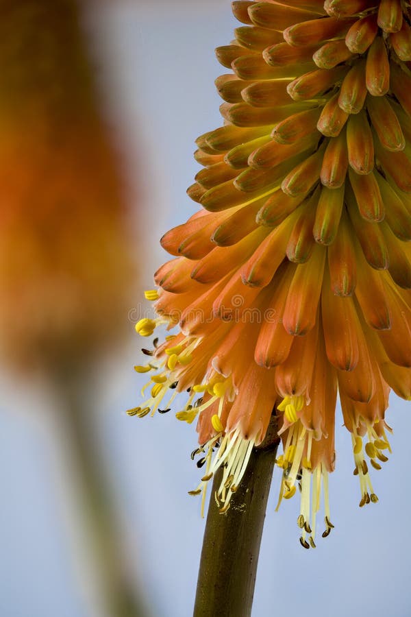 Kniphofia Hybrid, Torch Lily, Flowerhead Stock Image - Image of ...