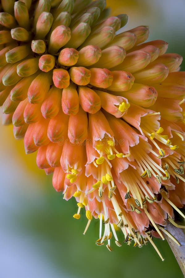 Kniphofia Hybrid, Torch Lily, Flowerhead Stock Image - Image of ...