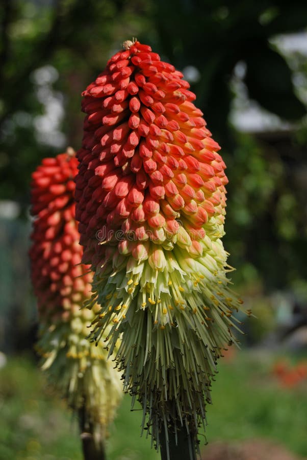 Kniphofia stock image. Image of herb, kniphofia, floral - 261454853