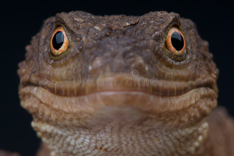 Knob-scaled lizard stock image. Image of scale, wildlife - 25111009