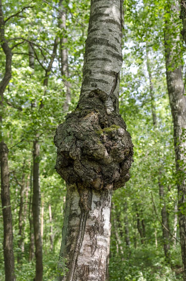 Knob stock image. Image of nature, black, wild, detail - 41030699