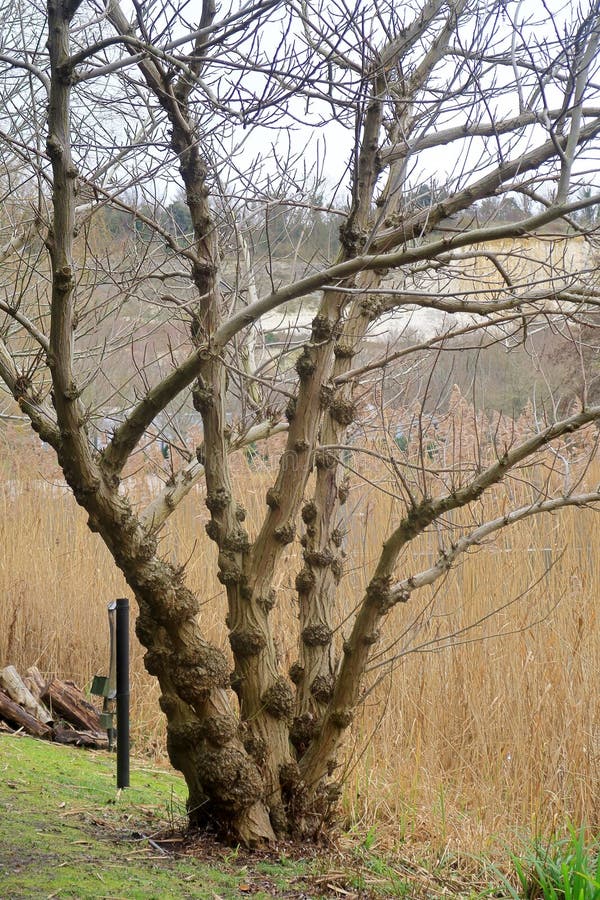 A Knobbly Bare Tree at Bluewater Lake Stock Photo - Image of wodland ...