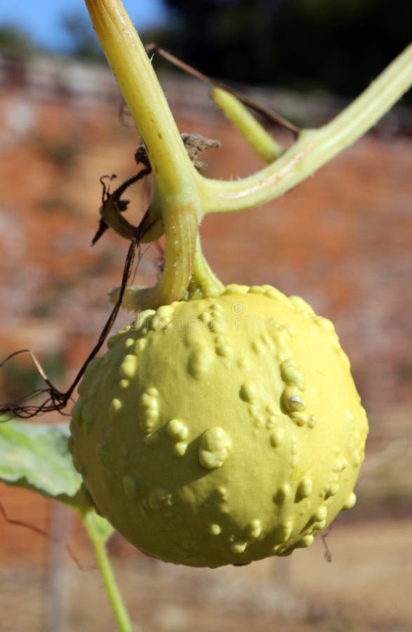 Knobbly gourd stock image. Image of growing, plant, background - 197124863