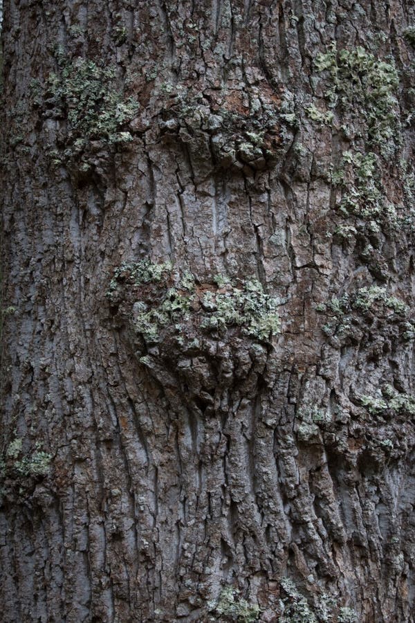 Knobby Furrowed Tree Bark on a Tree Trunk Stock Image - Image of wood ...