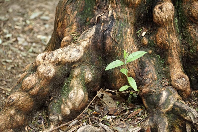 Knobby tree roots stock photo. Image of latin, jerusalem - 181556760