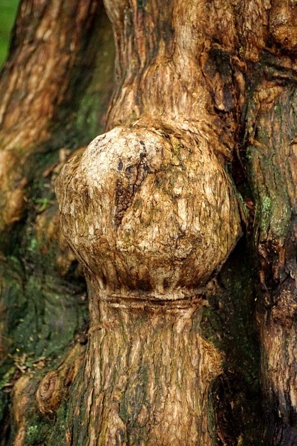 Knobby tree trunk stock image. Image of america, south - 181556661