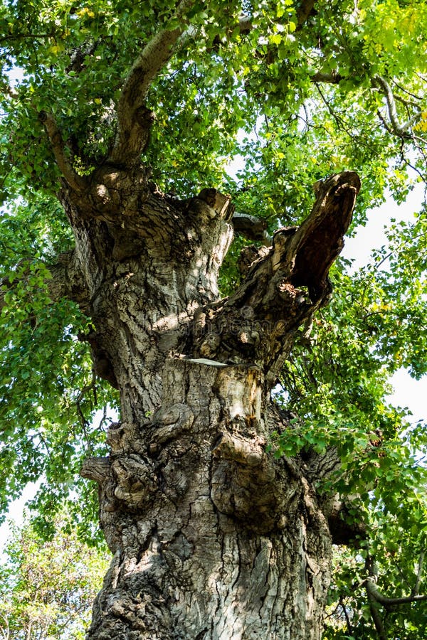 416 Old Knobby Stock Photos - Free & Royalty-Free Stock Photos from ...