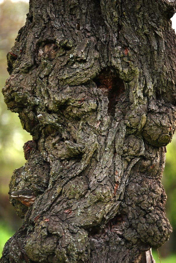 Knobby Trunk of an Olive Tree Stock Image - Image of imperious, twig ...