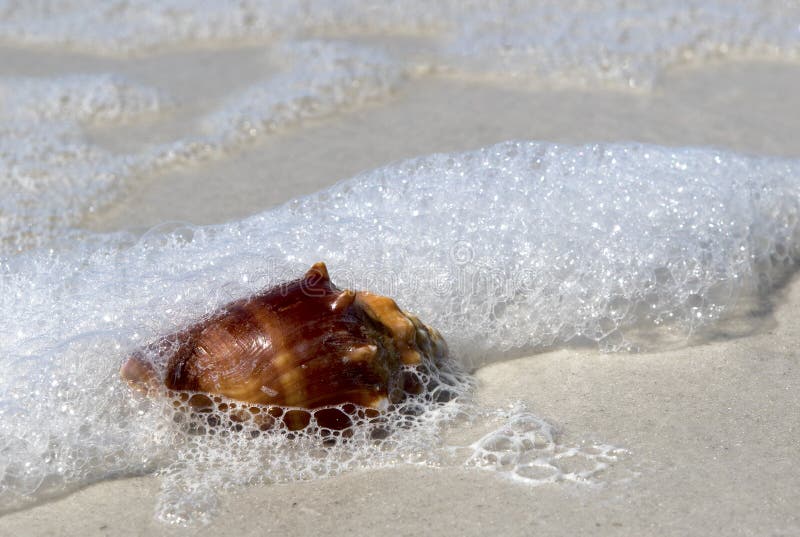 Knobby Whelk Shell on Beach. Stock Image - Image of beach, knobby: 71691315