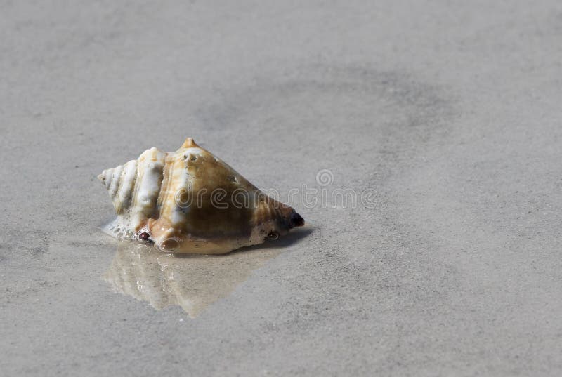 Knobby Whelk Shell on Beach. Stock Image - Image of waves, washed: 71692971