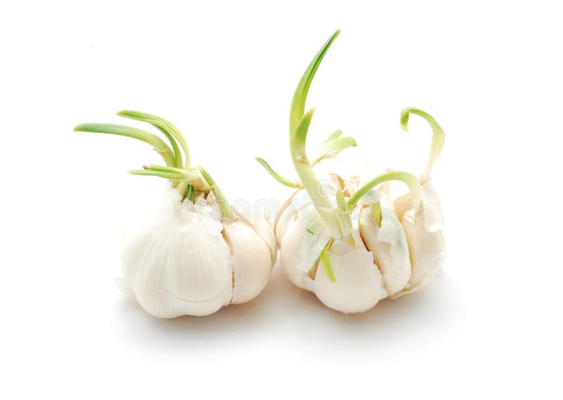 Knoblauch stockfoto. Bild von frisch, blatt, hintergrund - 18967384