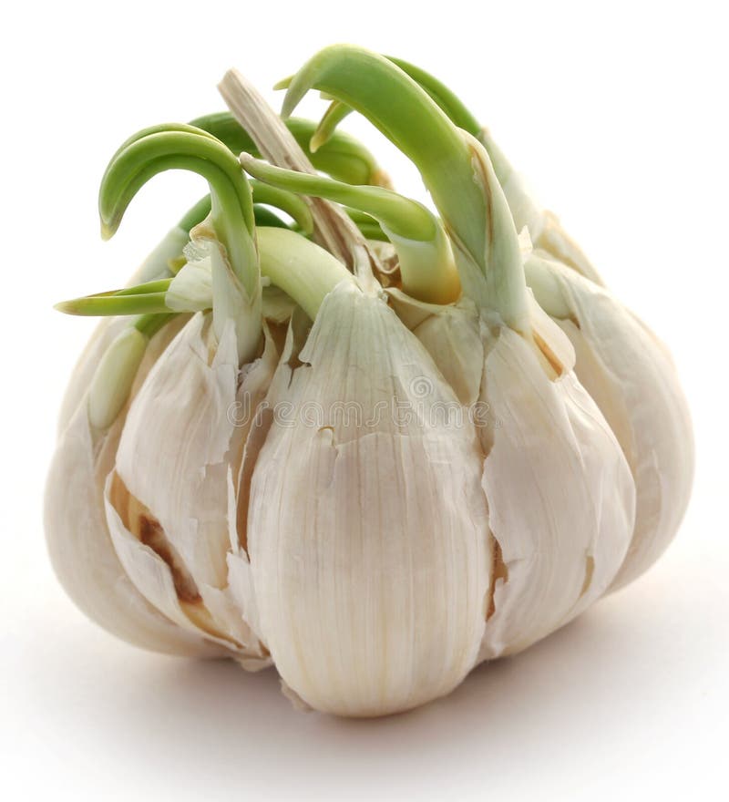 Knoblauch gekeimt stockbild. Bild von würze, feinschmecker - 125811141