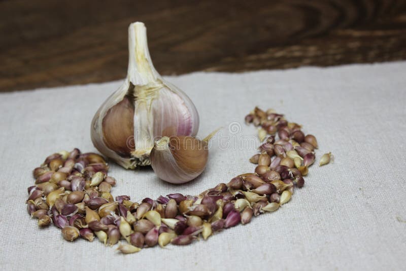 Knoblauchsamen Auf Einer Niederlassung Stockfoto - Bild von knoblauch ...