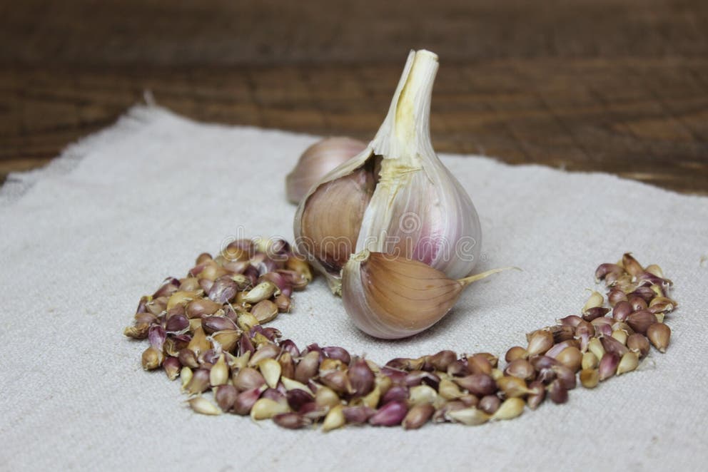 Knoblauch Mit Samen Auf Leinenstoff Stockfoto - Bild von leben, hülse ...