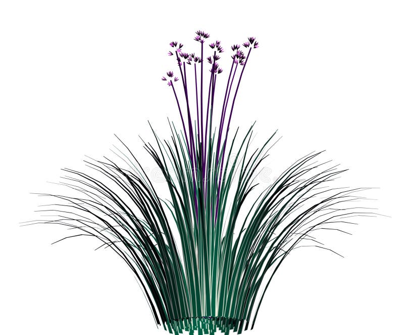 Knoblauchgras stock abbildung. Illustration von gras, element - 4158255