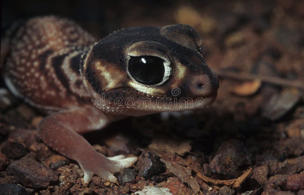 Knobtail gecko stock image. Image of knobtail, geckos - 12543823