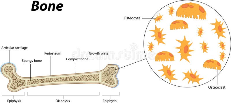Knochen-Anatomie Beschriftetes Diagramm Vektor Abbildung - Illustration ...