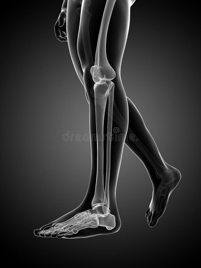 Knochen der Beine stock abbildung. Illustration von dorn - 30727957
